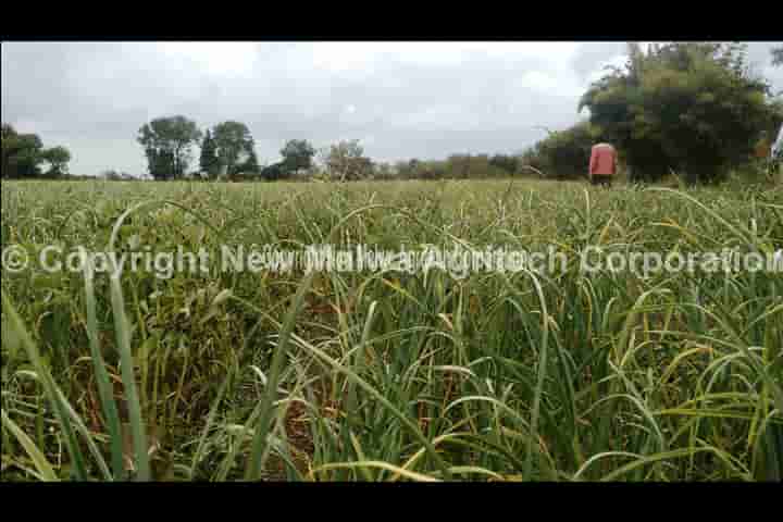 Viricide - 100% Herbal(Botanical) Viricide, Virucide & Antivirus for ...