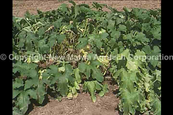 Viricide - 100% Herbal(Botanical) Viricide, Virucide & Antivirus for ...